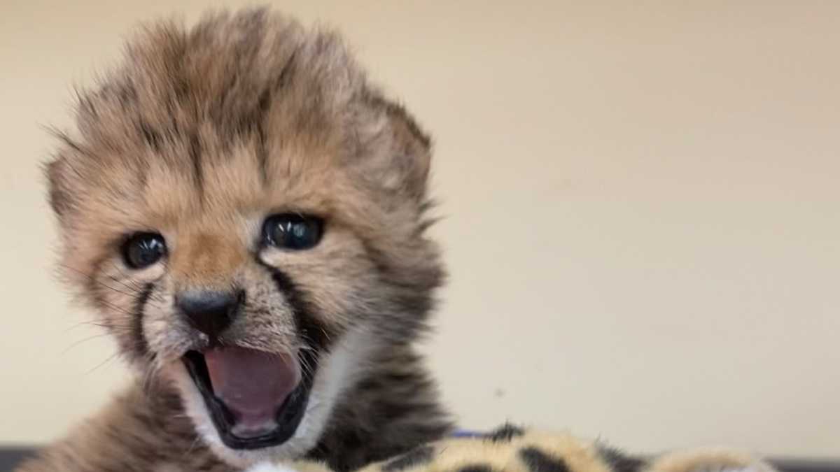 PHOTOS: Meet Cincinnati Zoo's newest cheetah cub Rozi