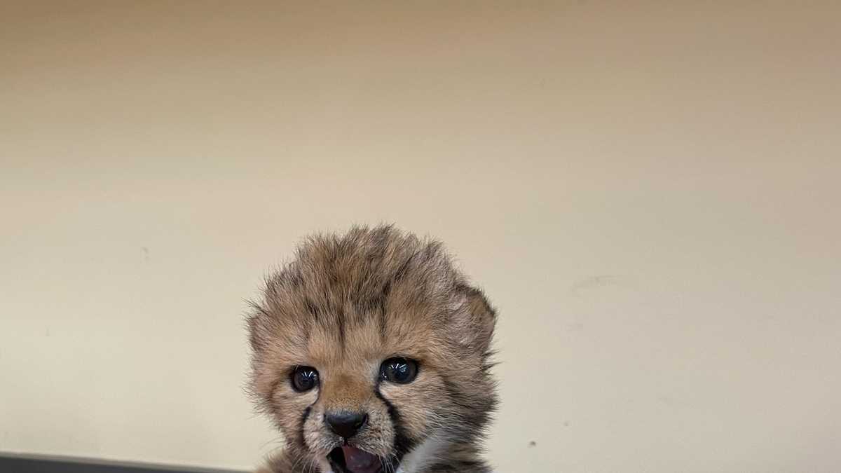 PHOTOS: Meet Cincinnati Zoo's newest cheetah cub Rozi