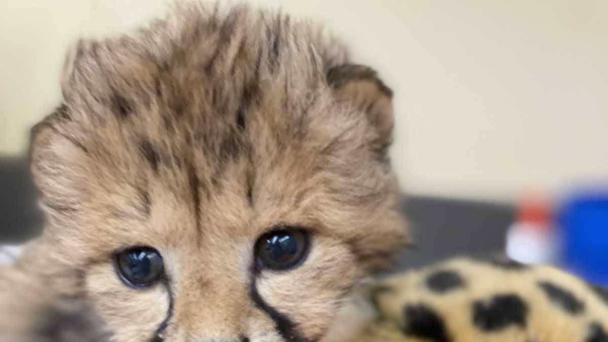 PHOTOS: Meet Cincinnati Zoo's newest cheetah cub Rozi