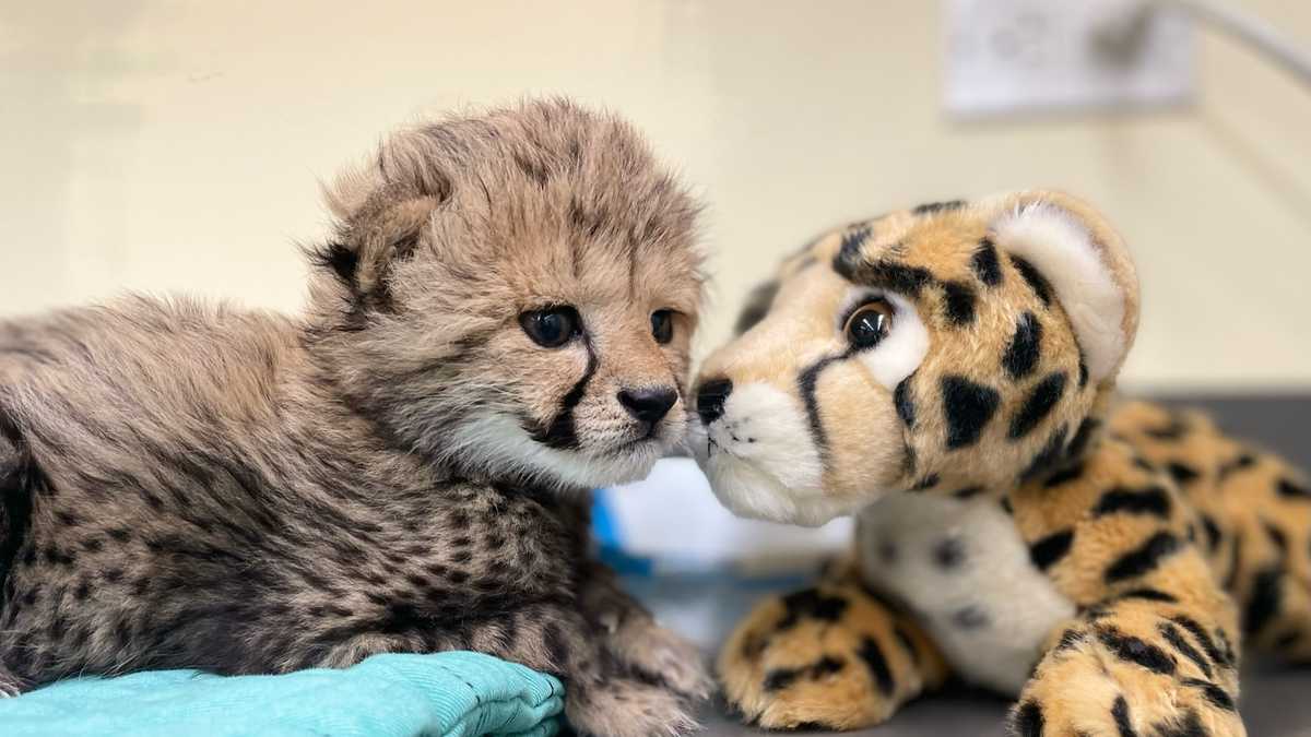 PHOTOS: Meet Cincinnati Zoo's newest cheetah cub Rozi