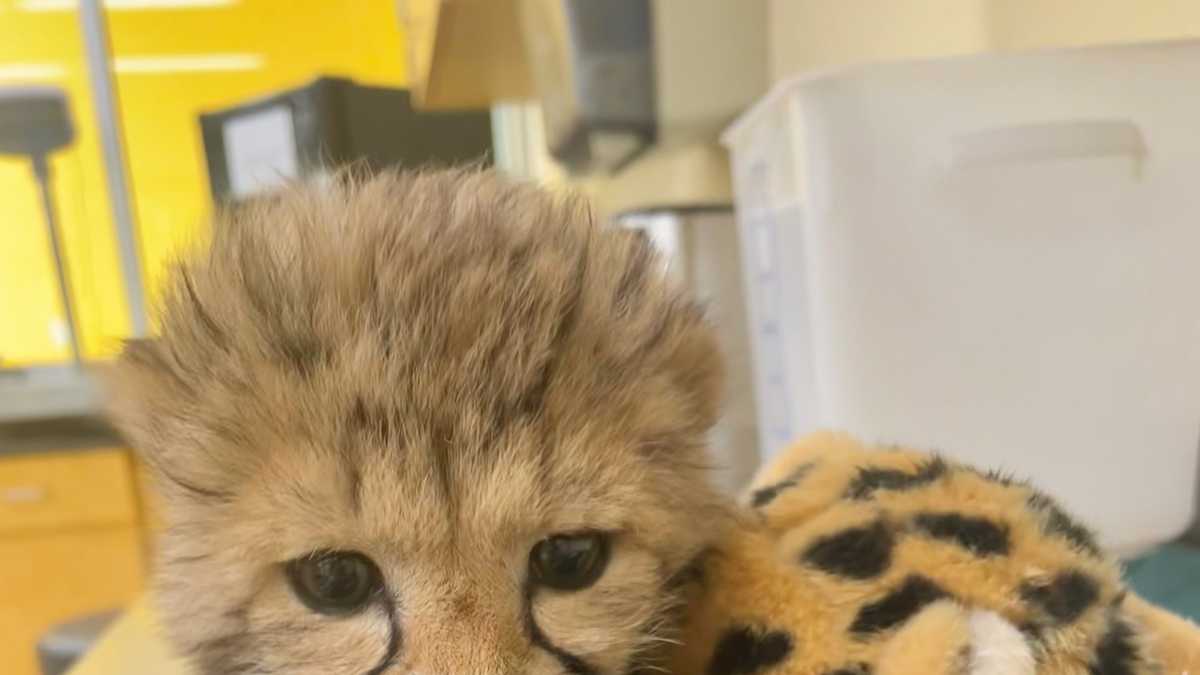 PHOTOS: Meet Cincinnati Zoo's newest cheetah cub Rozi