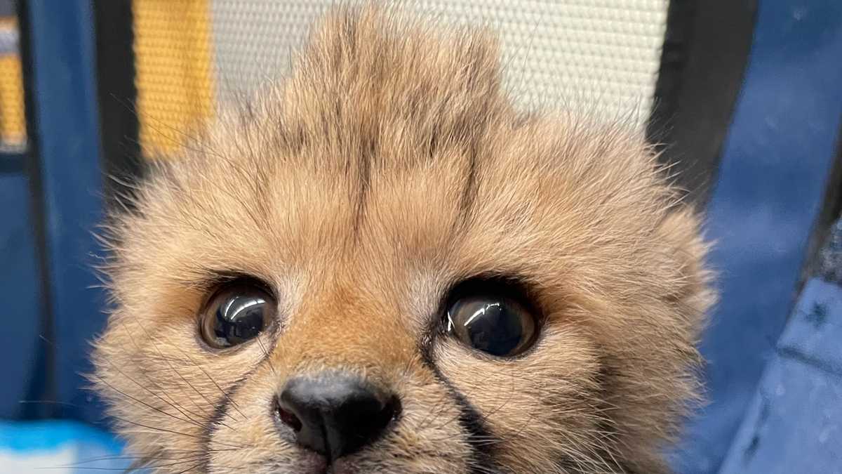 PHOTOS: Meet Cincinnati Zoo's newest cheetah cub Rozi