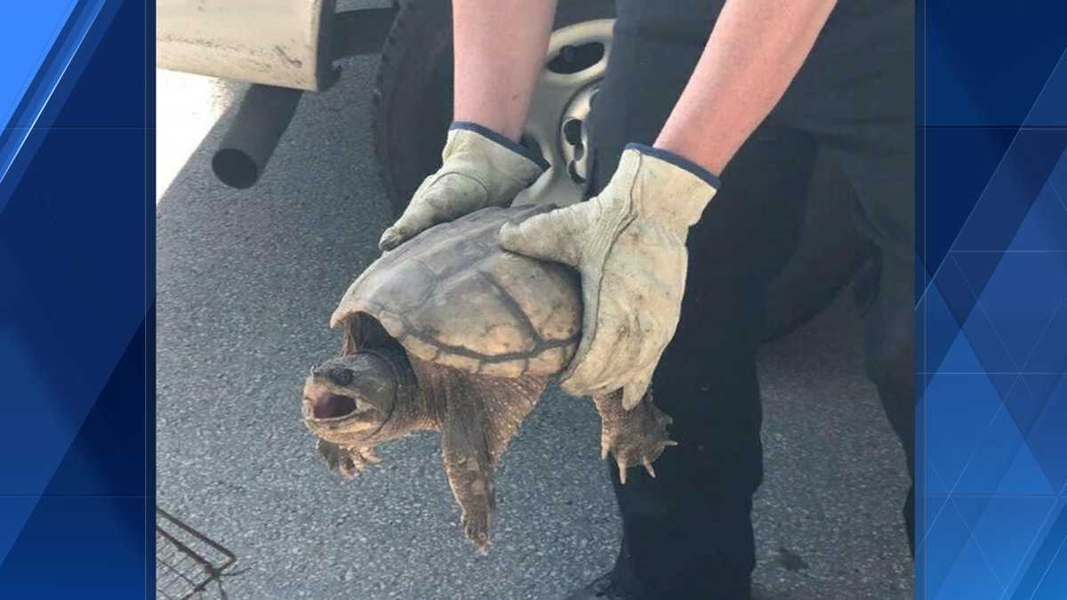 Shell-shocked: Large turtle spotted near busy intersection in Lawrenceville