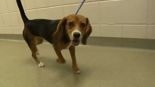 Stolen beagle puppy returned to Nebraska Humane Society