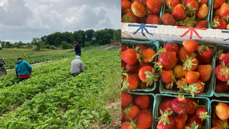Pick your own strawberries at this southeastern Indiana farm