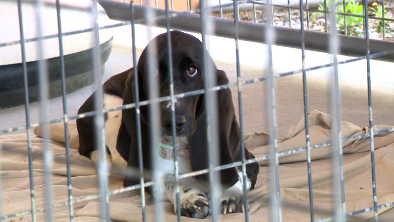 The Rankin County Animal Shelter is urging the community to adopt dogs