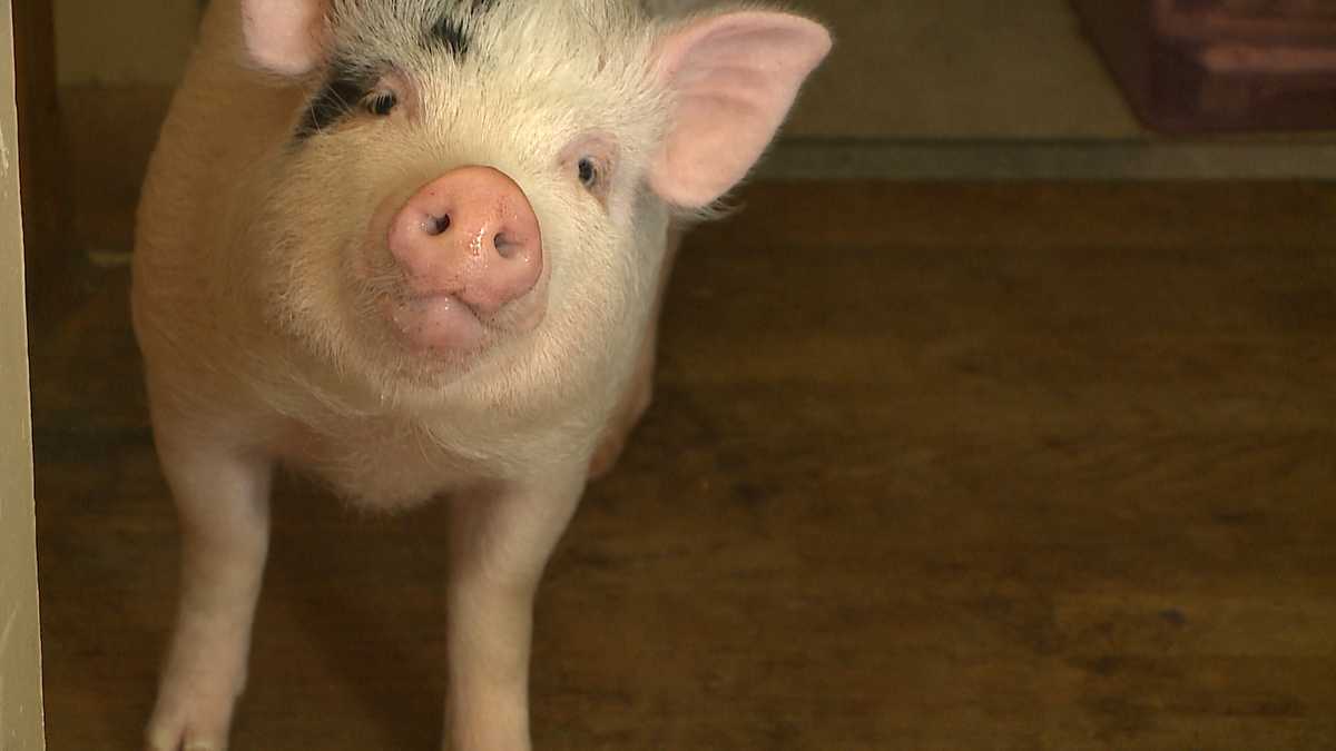 Iowa pig population reaches record 23.6 million