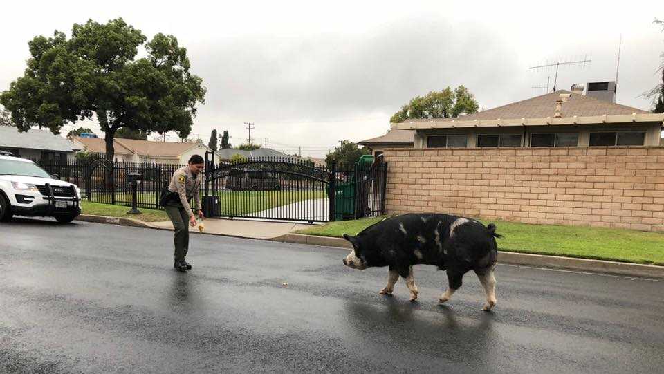 California sheriff's deputies use Doritos to round up loose pig
