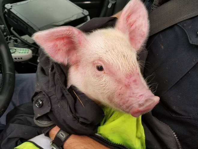 Piglet in custody after foot pursuit with Nebraska State Patrol
