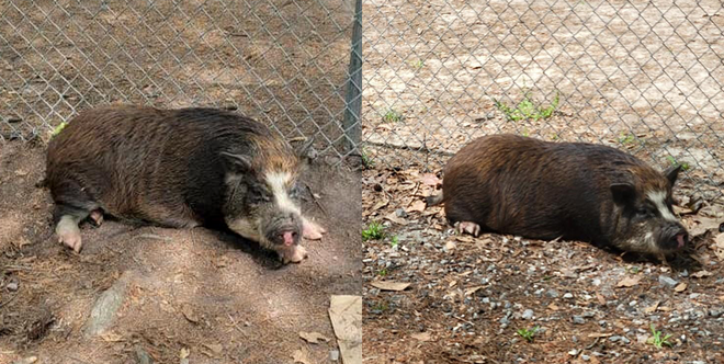 Pooler: Police post pics of lost pig at park