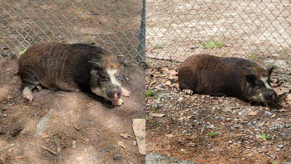 Pooler: Police post pics of lost pig at park