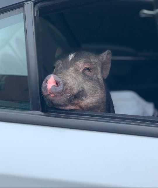 People playfully poke police over pig in patrol car