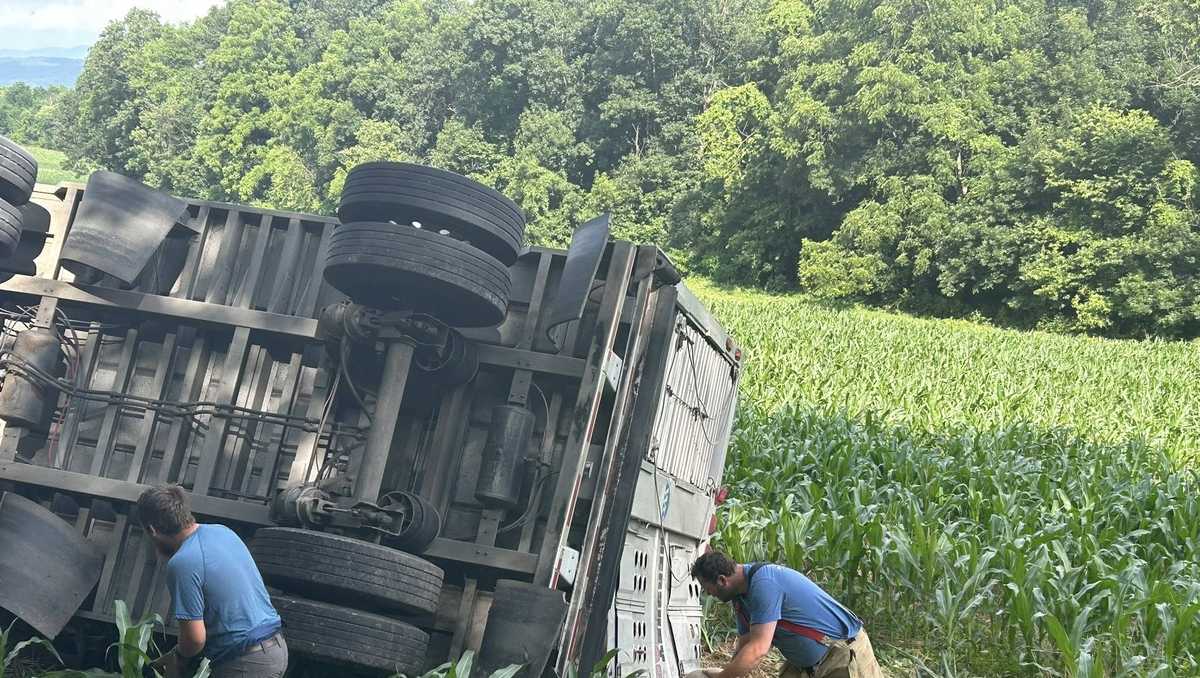 Truck hauling 500 pigs overturns in Juniata County, Pa., killing some