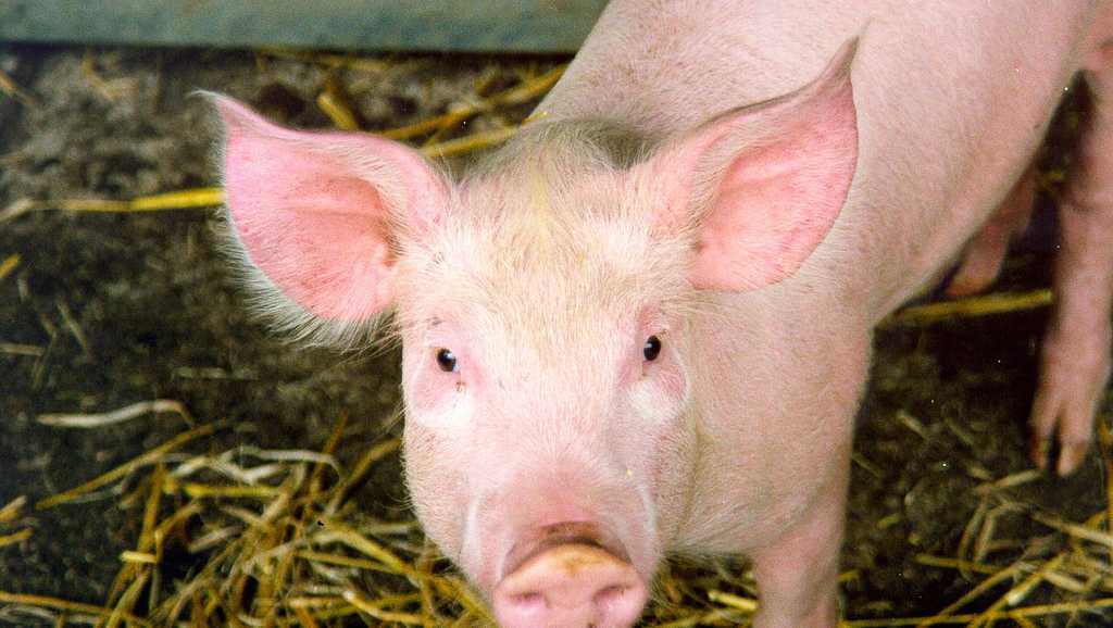 Man fearing pig attack fires shots at porker that was a pet