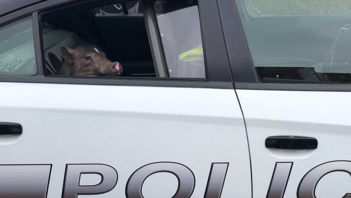 People playfully poke police over pig in patrol car