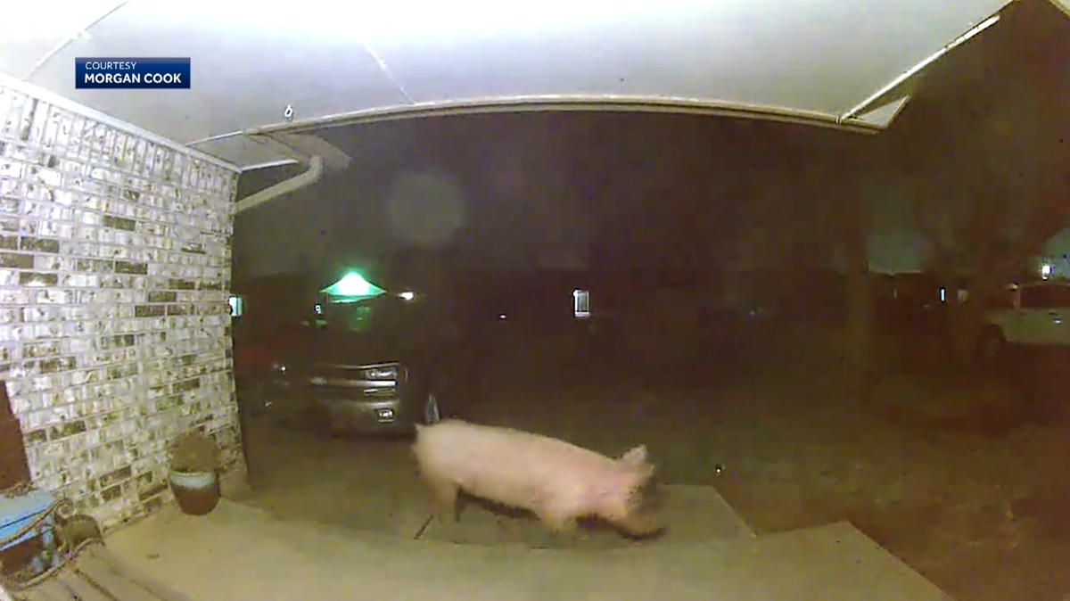 Oklahoma pig caught on camera after severe storms hit Mustang