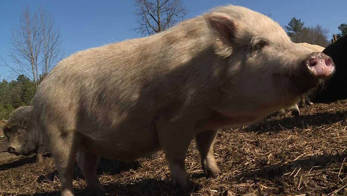 'We wanted to make sure they went to pet homes': Hart County couple ...