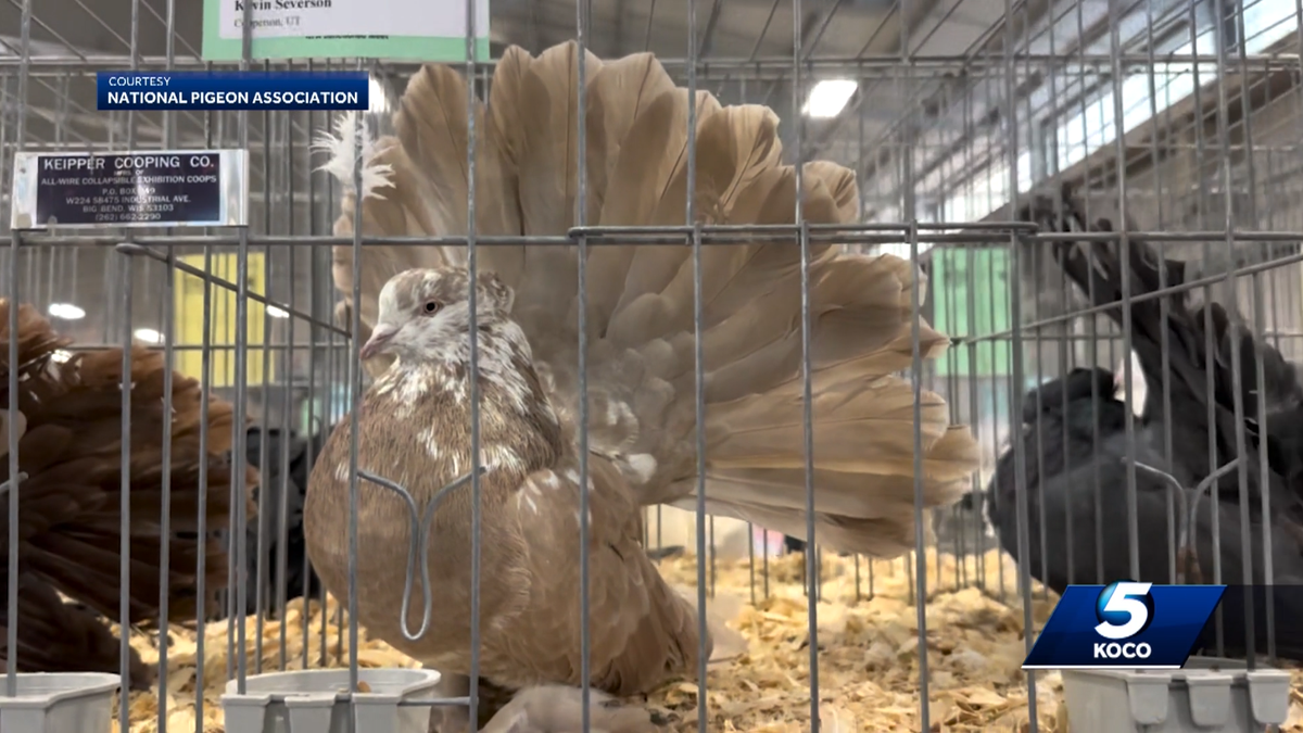 Largest pigeon show in U.S. held in Oklahoma City