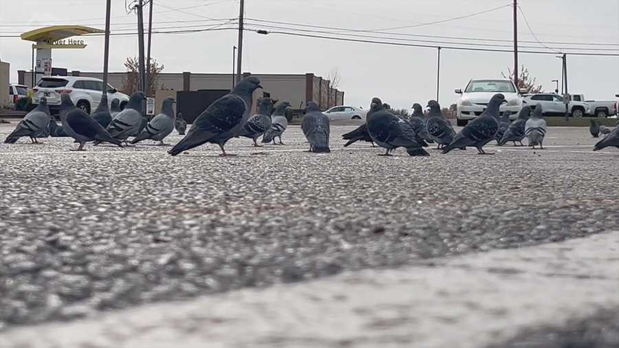 Byram store owner's pigeon feeding draws mixed reactions