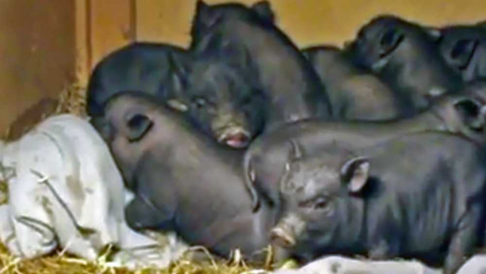 Pile of piglets born after their mothers were abandoned in cemetery ...