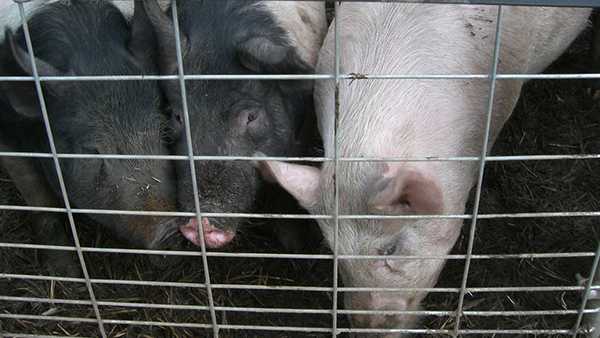 Undercover video shows Kentucky meat producer staff kicking, throwing pigs