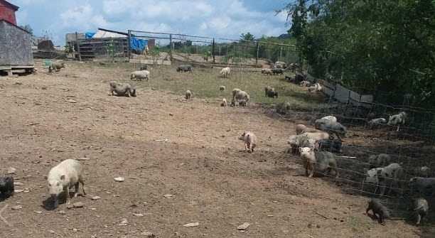 Rescuers work to find homes for 458 pigs in massive KY hoarding case