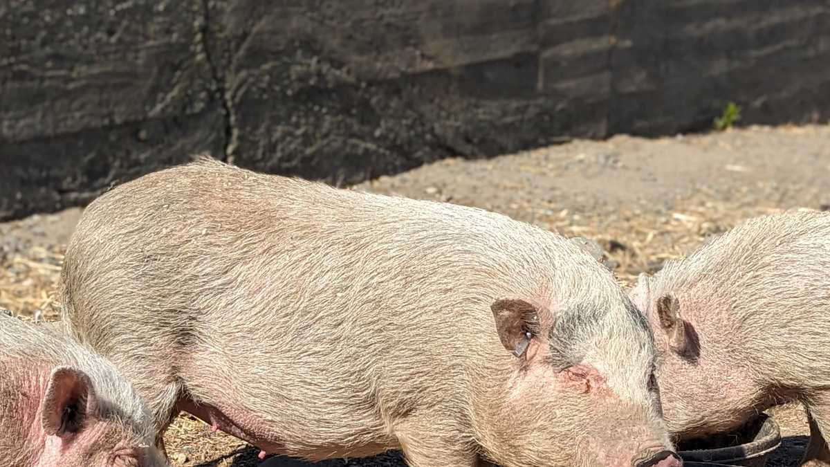 MSPCA waiving adoption fees for group of surrendered pigs
