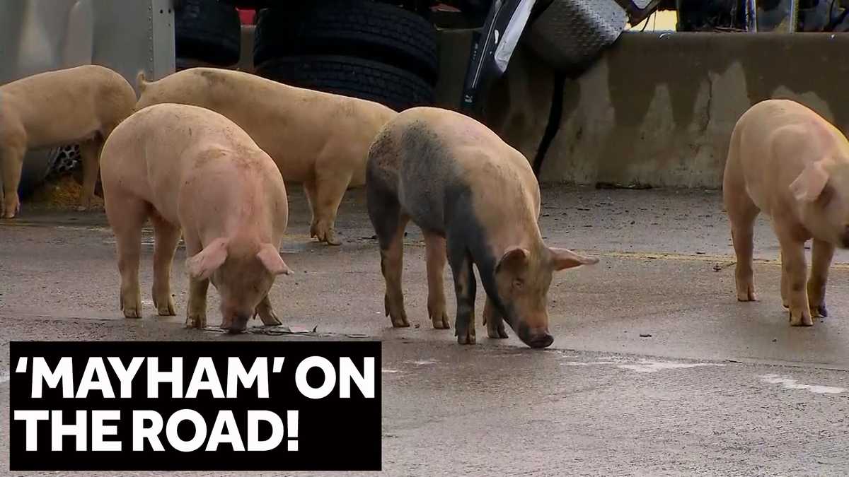 'MAYHAM' ON THE ROAD: Pigs get loose on highway after truck crashes