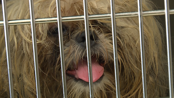 Dozens of dogs will soon need new forever homes after death of their ...