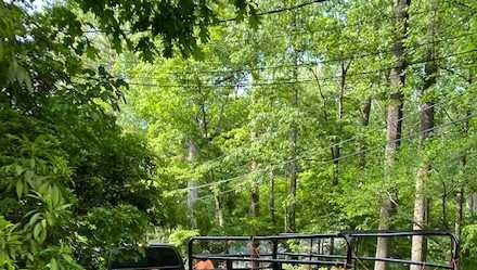 Winston-Salem residents warned about scam involving pine needles