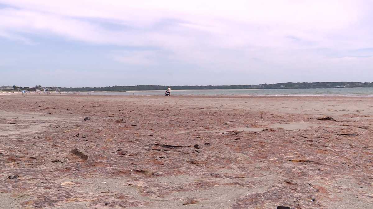 Scarborough, Maine, Pine Point Beach red algae returns