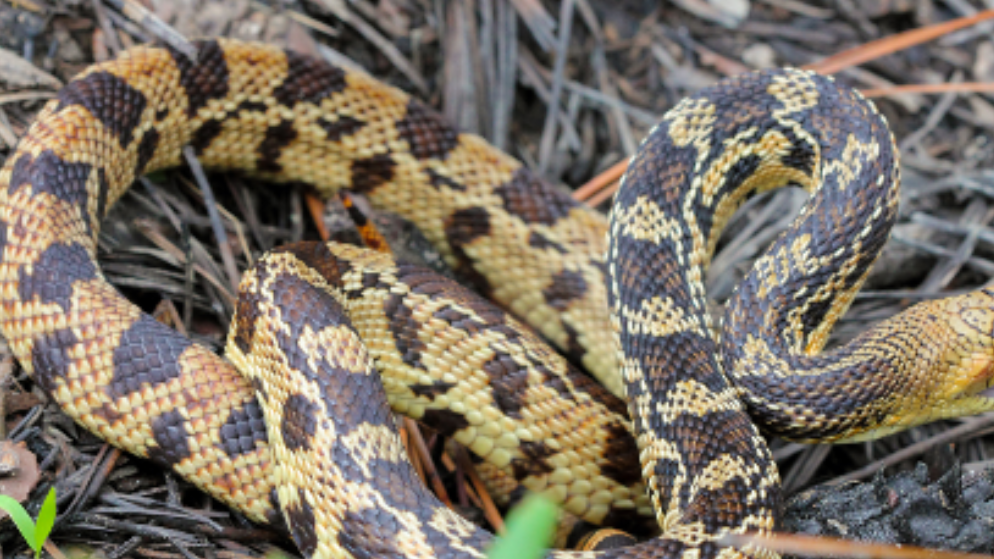 Researchers release endangered snakes in Louisiana forest