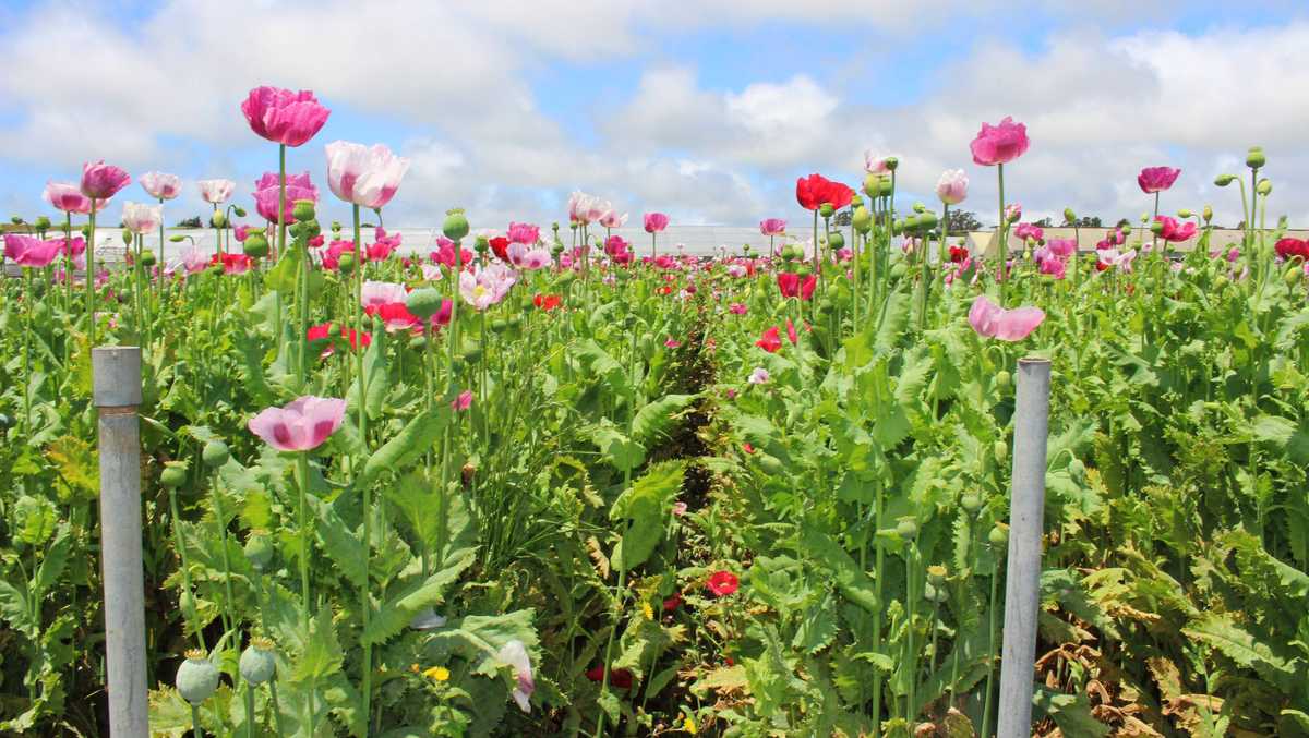 8 opium poppy fields found in Monterey County