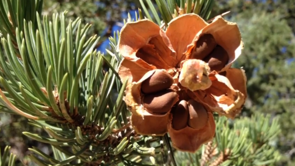 Changing climate threatens New Mexico's pinon trees