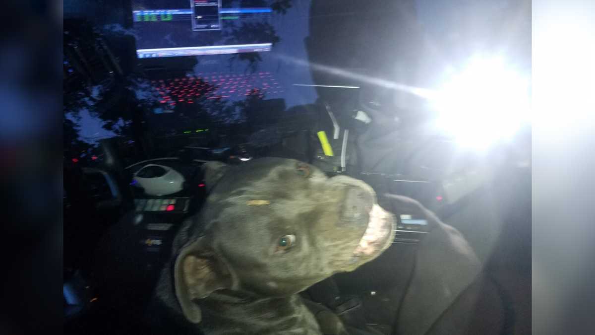 Stray dog ‘hijacks' patrol car, eats officer’s beef jerky