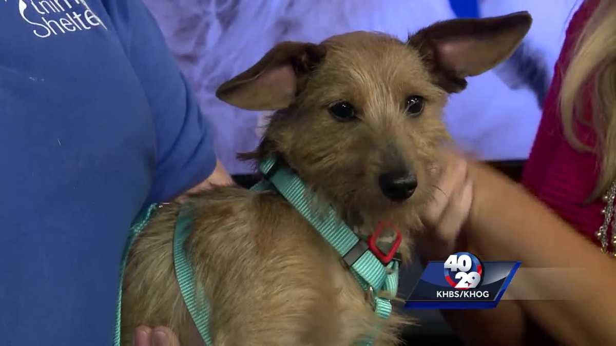 Pets on Set: Meet Brad Pitt from the animal shelter