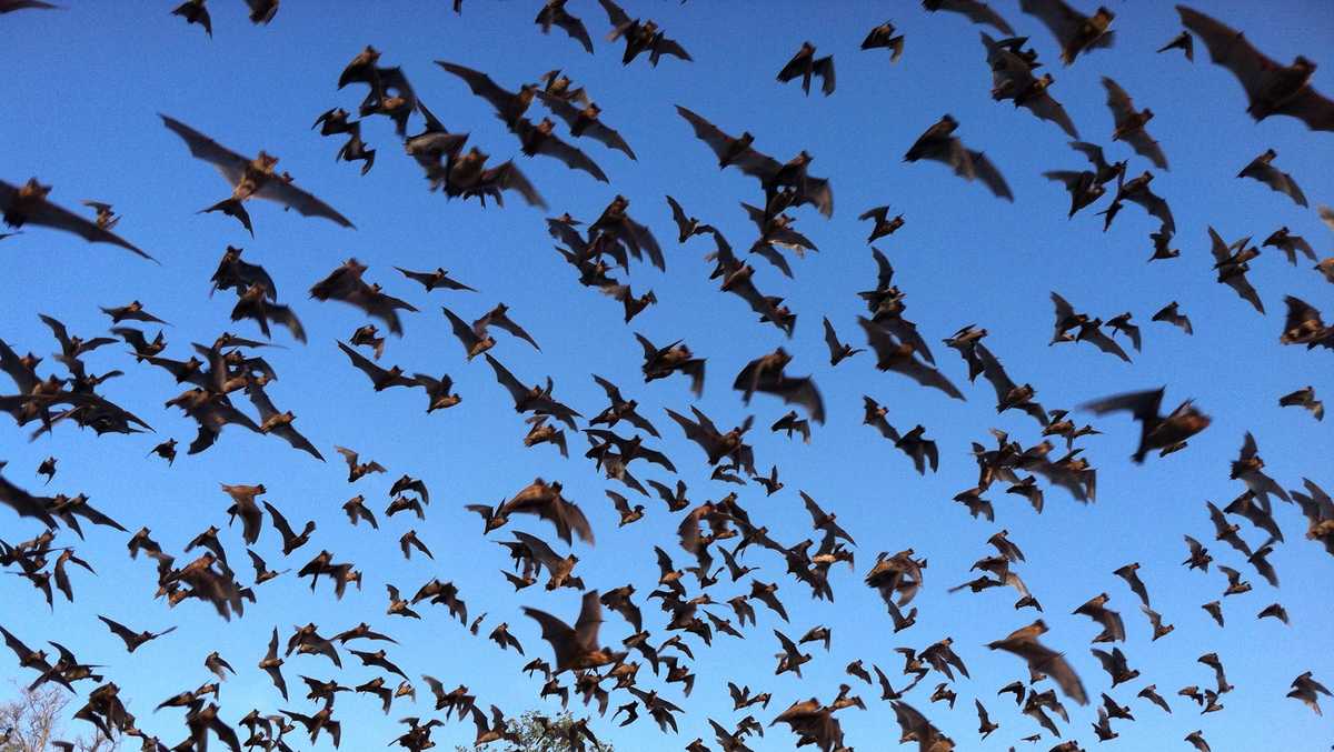 Migrating bat swarms cause disruptions for some Louisiana schools