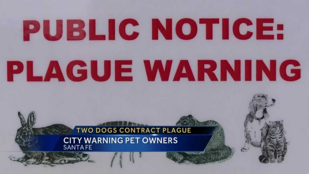 Officials report 2 more plague cases in Santa Fe County
