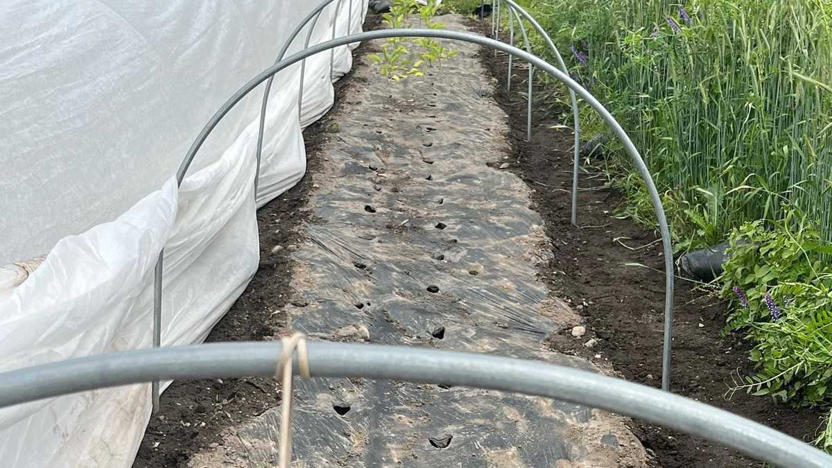 Hundreds of vegetables, plants stolen from Newton Community Farm