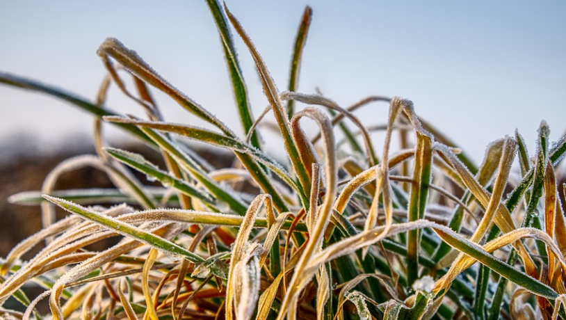 How to protect plants from a hard freeze
