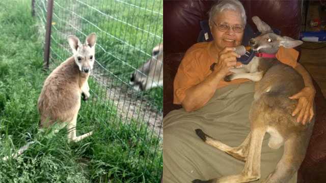 Report: 50 volunteers join officials to track down kangaroo 'Pogo' that ...