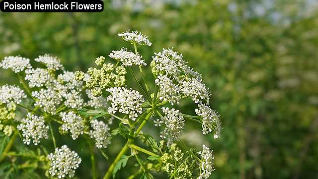 Poison Hemlock: What to watch for and how to remove the invasive plant
