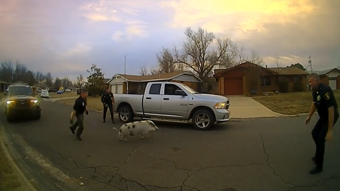Oklahoma police chase, wrangle pig that got loose in Moore