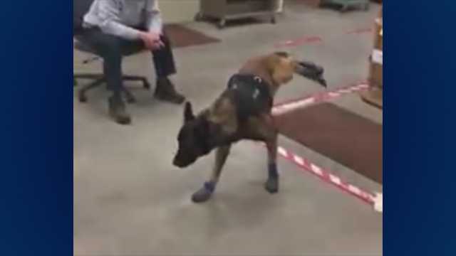 Police dog still needs practice with 'new snow boots,' amusing video shows