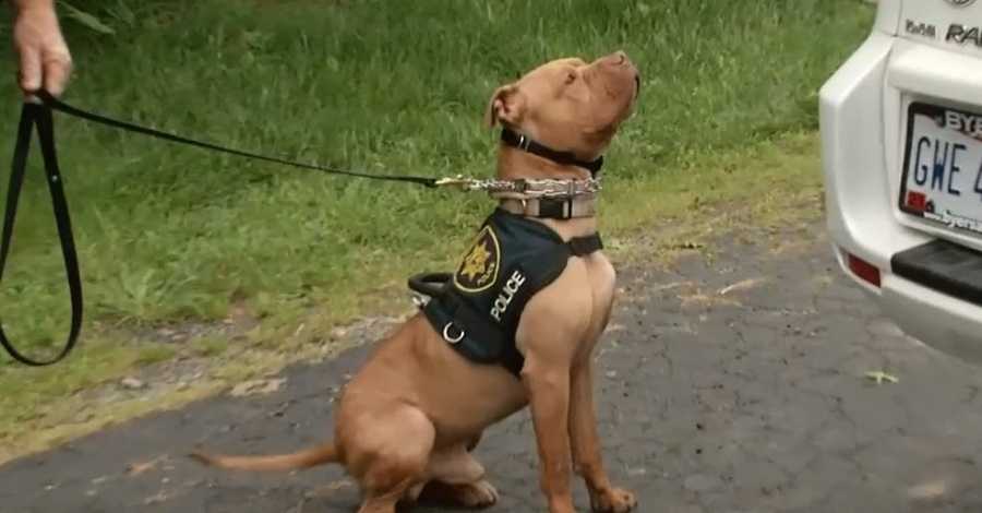 Ohio gets its first 'police pit bull'