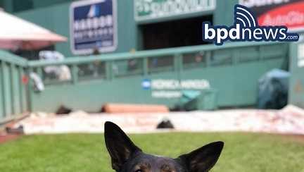 Boston police mourns active duty K-9 Rocky