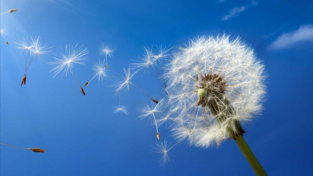 New England gets its first pollen-counting station
