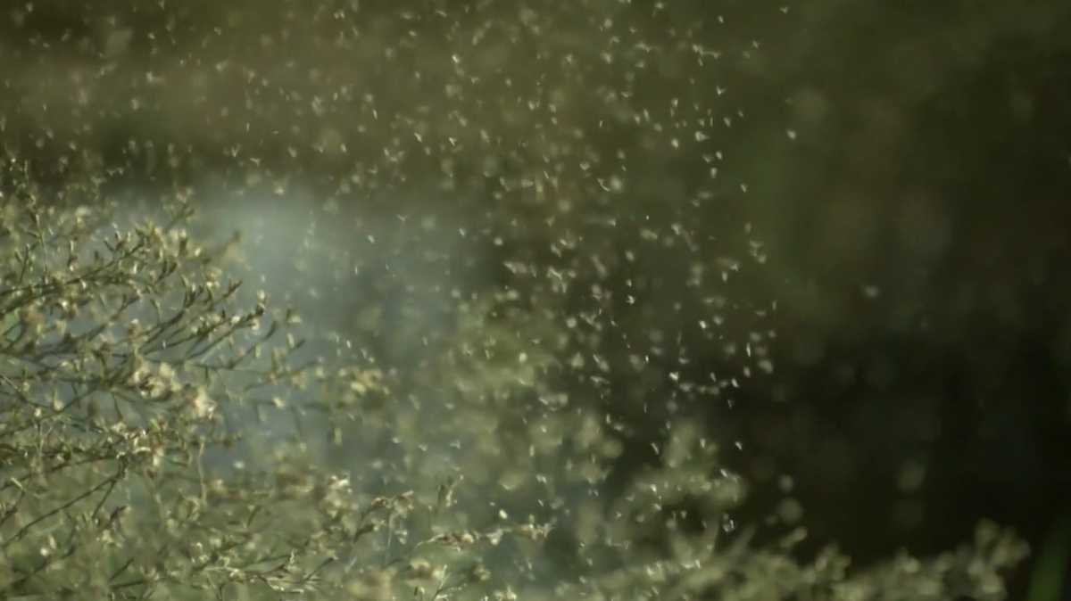 Pollen season in full swing, but what type drives most allergy symptoms?