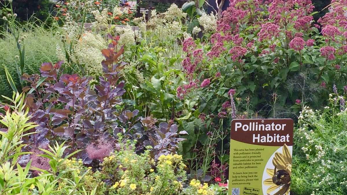 Promoting Pollinators - Why it's important for all of us to attract ...