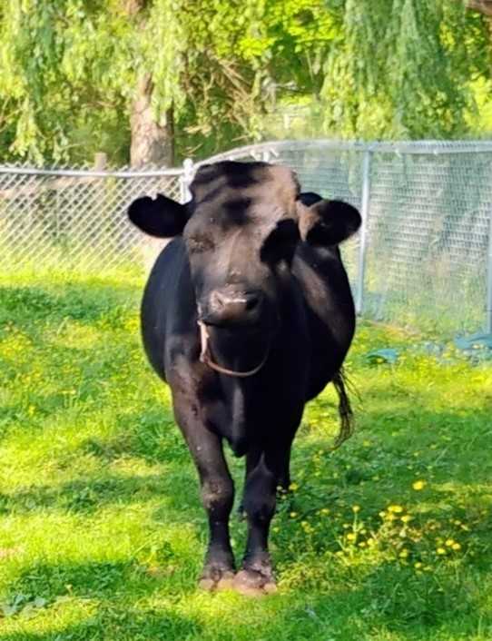 Missing cow with dwarfism found in North Carolina